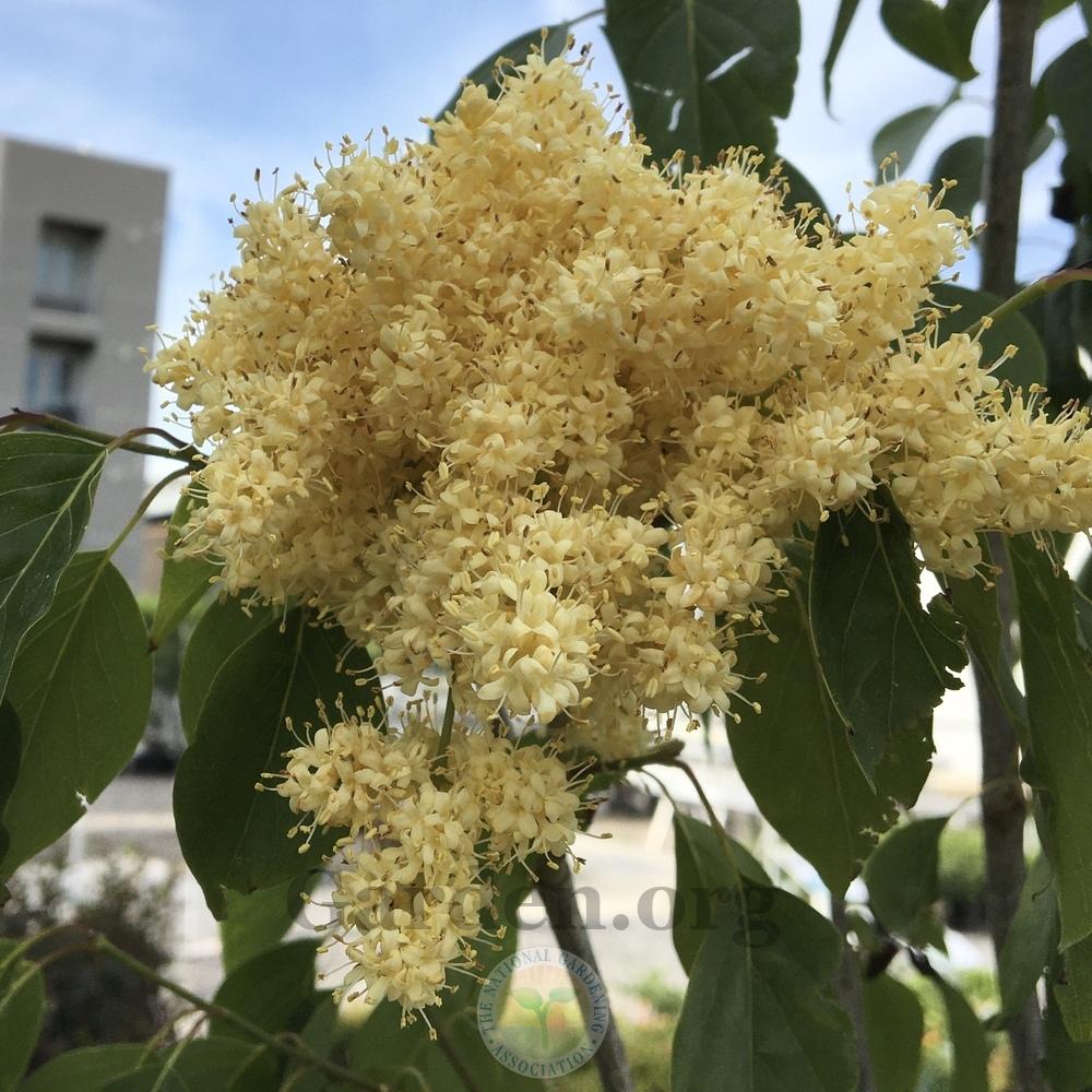 Peking Lilac (Syringa reticulata subsp. pekinensis Beijing Gold™) in ...