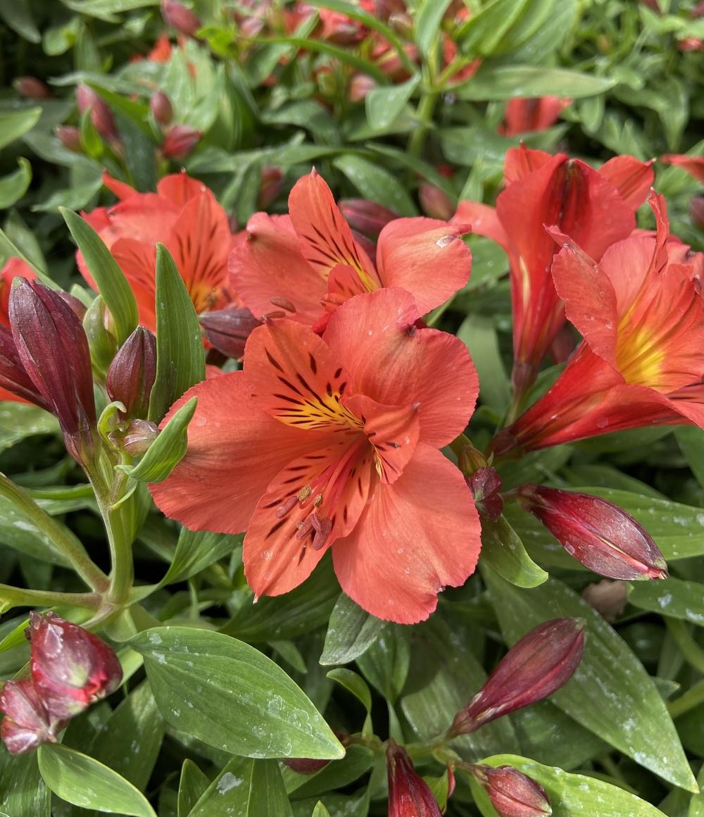Peruvian Lily (Alstroemeria Princess Lilies® Eliane Orange) in the ...