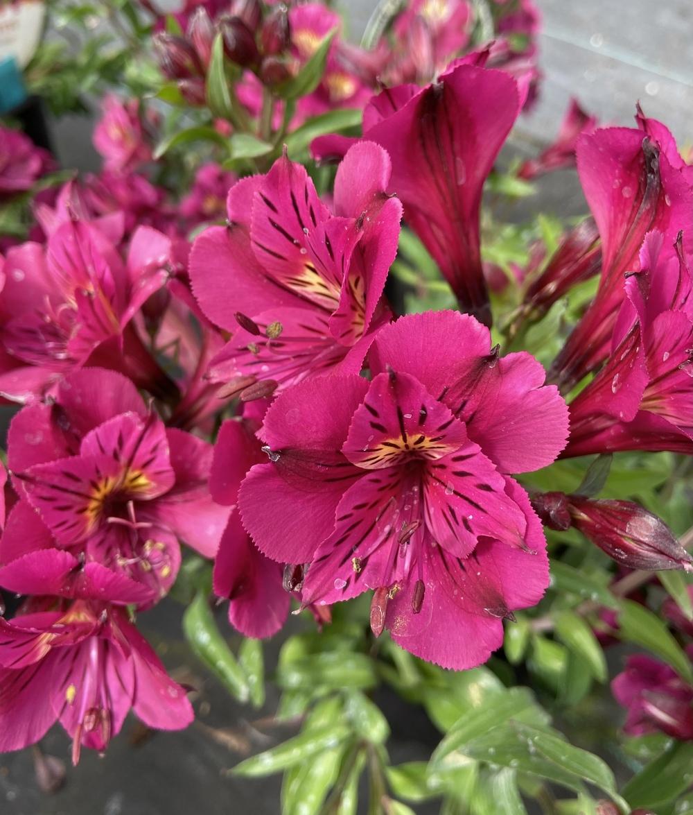 Peruvian Lily (Alstroemeria Princess Lilies® Louise) in the Peruvian ...