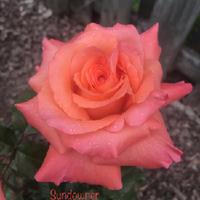 Rose (Rosa 'Sundowner') in the Roses Database - Garden.org