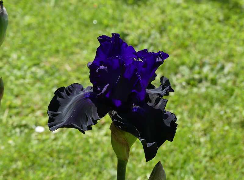 Tall Bearded Iris (Iris 'Eclipse de Mai') in the Irises Database ...