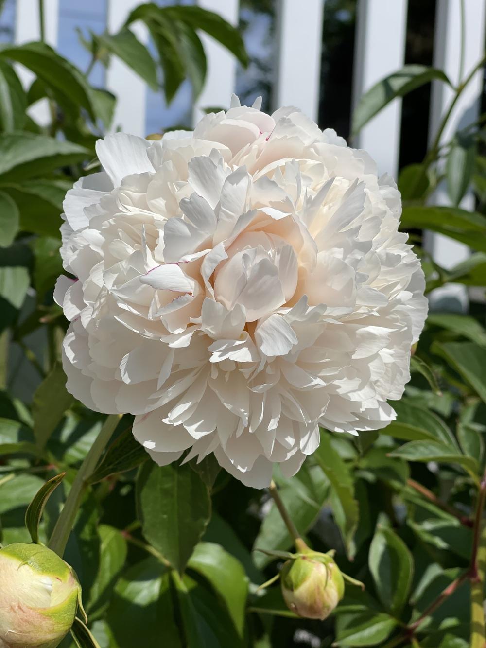 Peony (Paeonia lactiflora 'Solange') in the Peonies Database - Garden.org