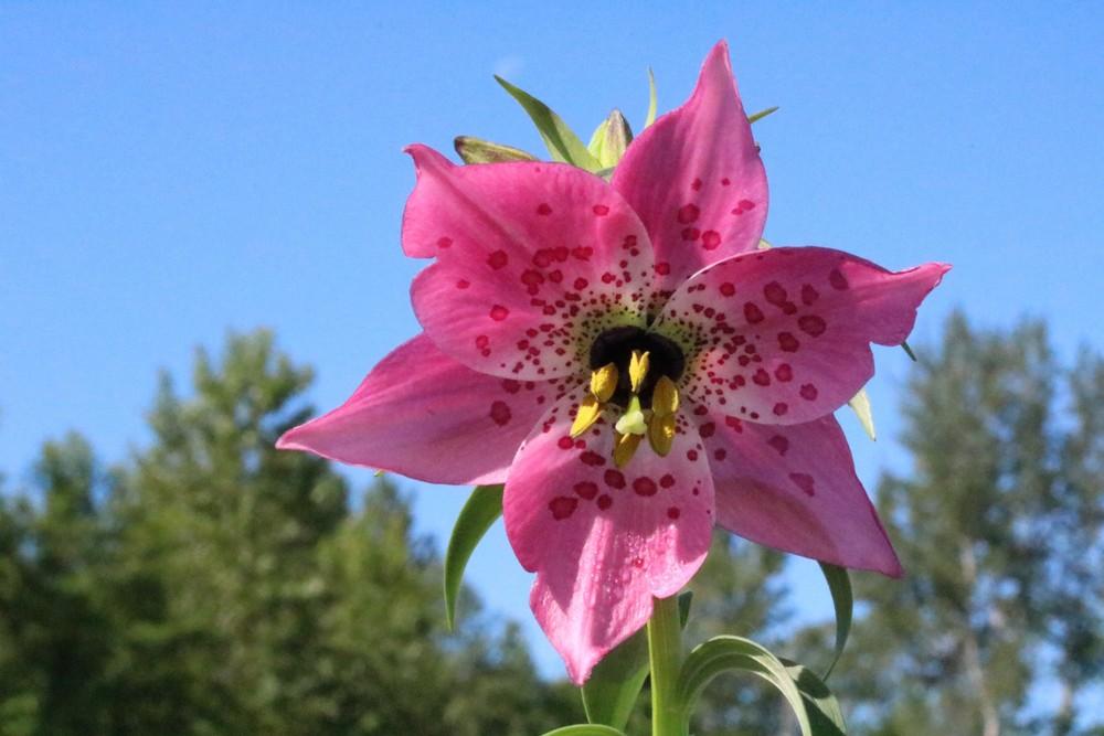 Lily (Lilium apertum) in the Lilies Database - Garden.org