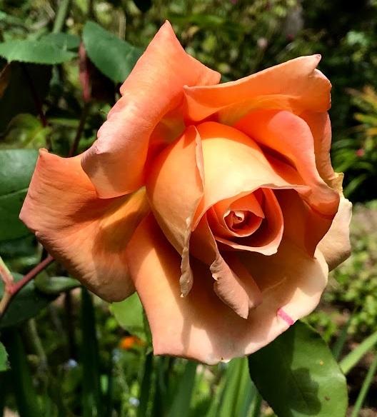 Rose (Rosa 'Helen Traubel') in the Roses Database - Garden.org