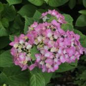 The Main Plant entry for Hydrangeas (Hydrangea) - Garden.org