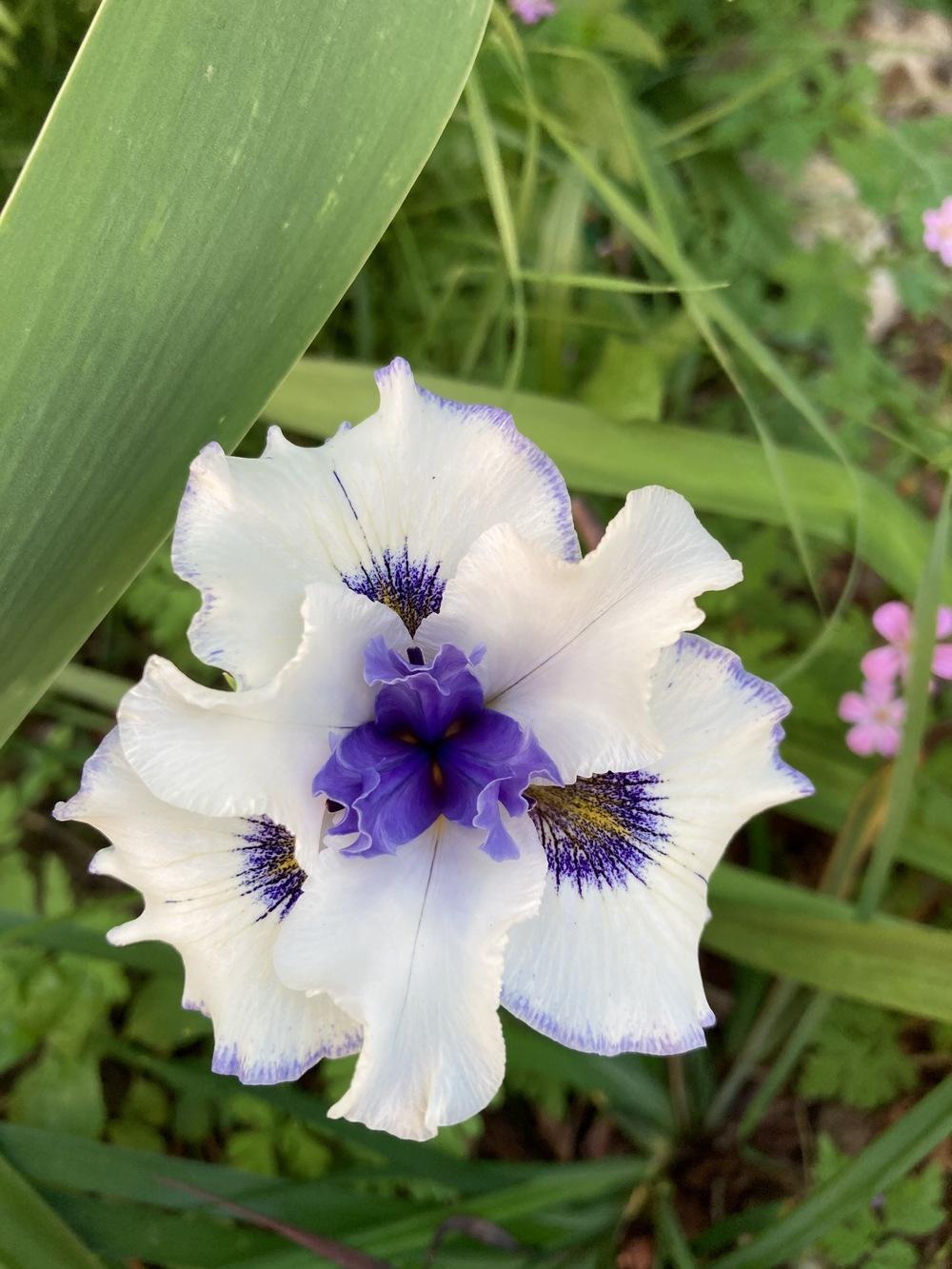 Pacific Coast Iris (Iris 'Tipping Point') in the Irises Database ...