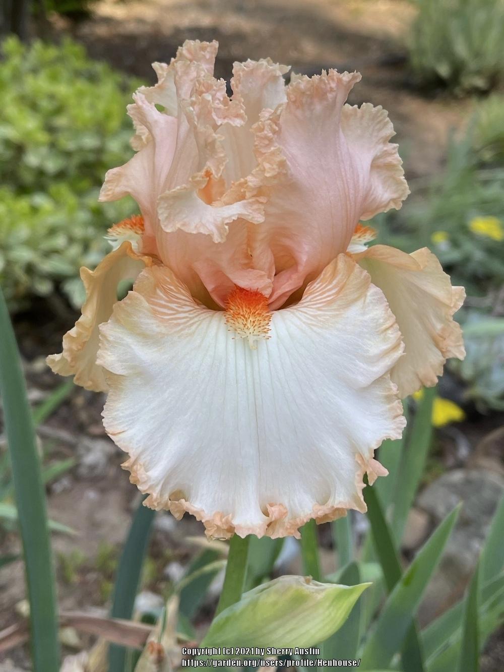 Tall Bearded Iris (Iris 'Pink Cherub') in the Irises Database - Garden.org