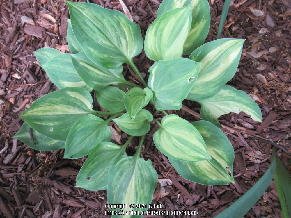 Hosta 'Pink Panther' in the Hostas Database - Garden.org