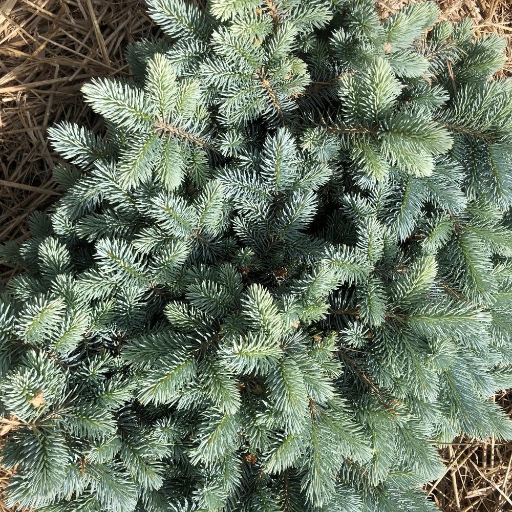 Blue Spruce (Picea pungens 'Thume') in the Spruces Database - Garden.org
