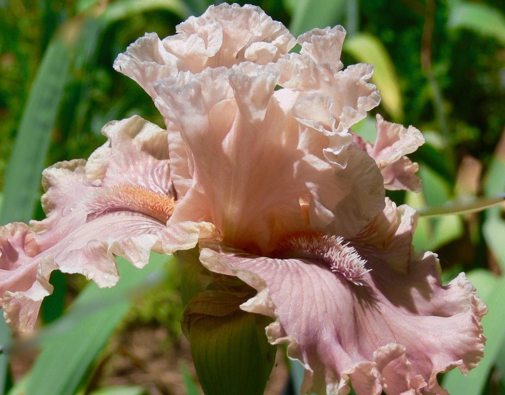 Photo of the bloom of Tall Bearded Iris (Iris 'Magic Trick') posted by ...