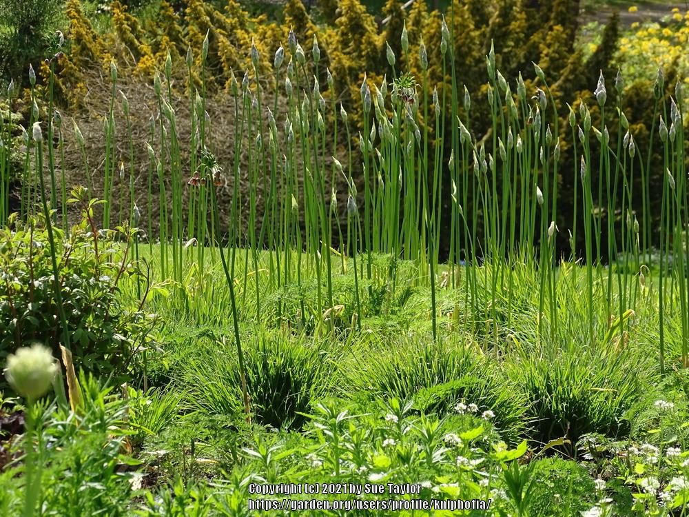 Photo of the bloom of Mediterranean Bells (Allium siculum) posted by ...