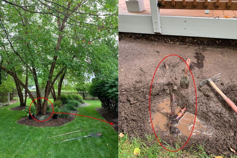 Cutting River Birch Surface Roots in the Trees and Shrubs forum ...