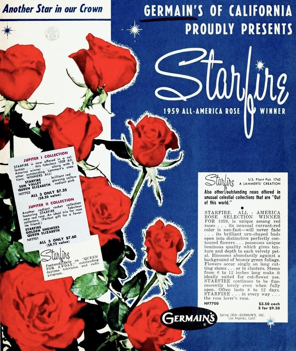 Rose (Rosa 'Starfire') in the Roses Database - Garden.org