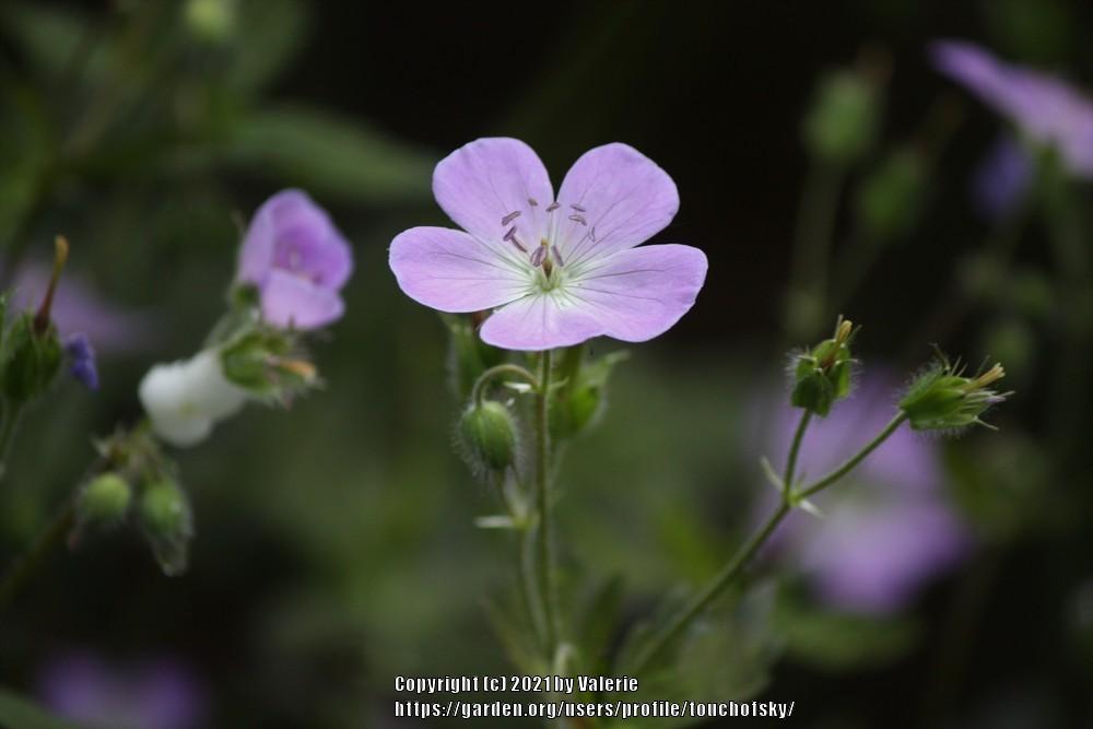 Wild Geranium (Geranium maculatum 'Crane Dance') in the Geraniums ...