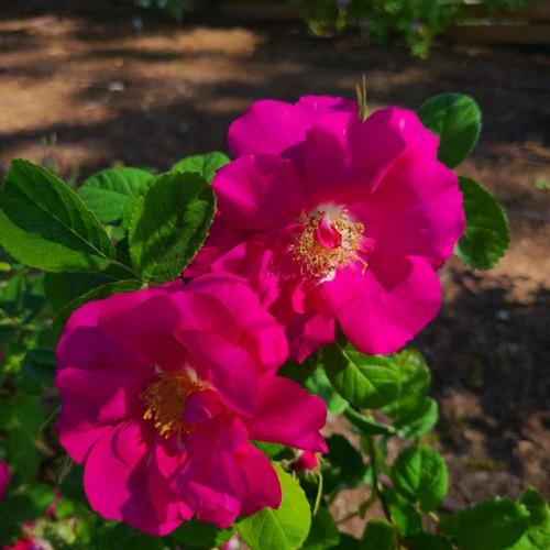 Rose (Rosa 'Duchess of Portland') in the Roses Database - Garden.org