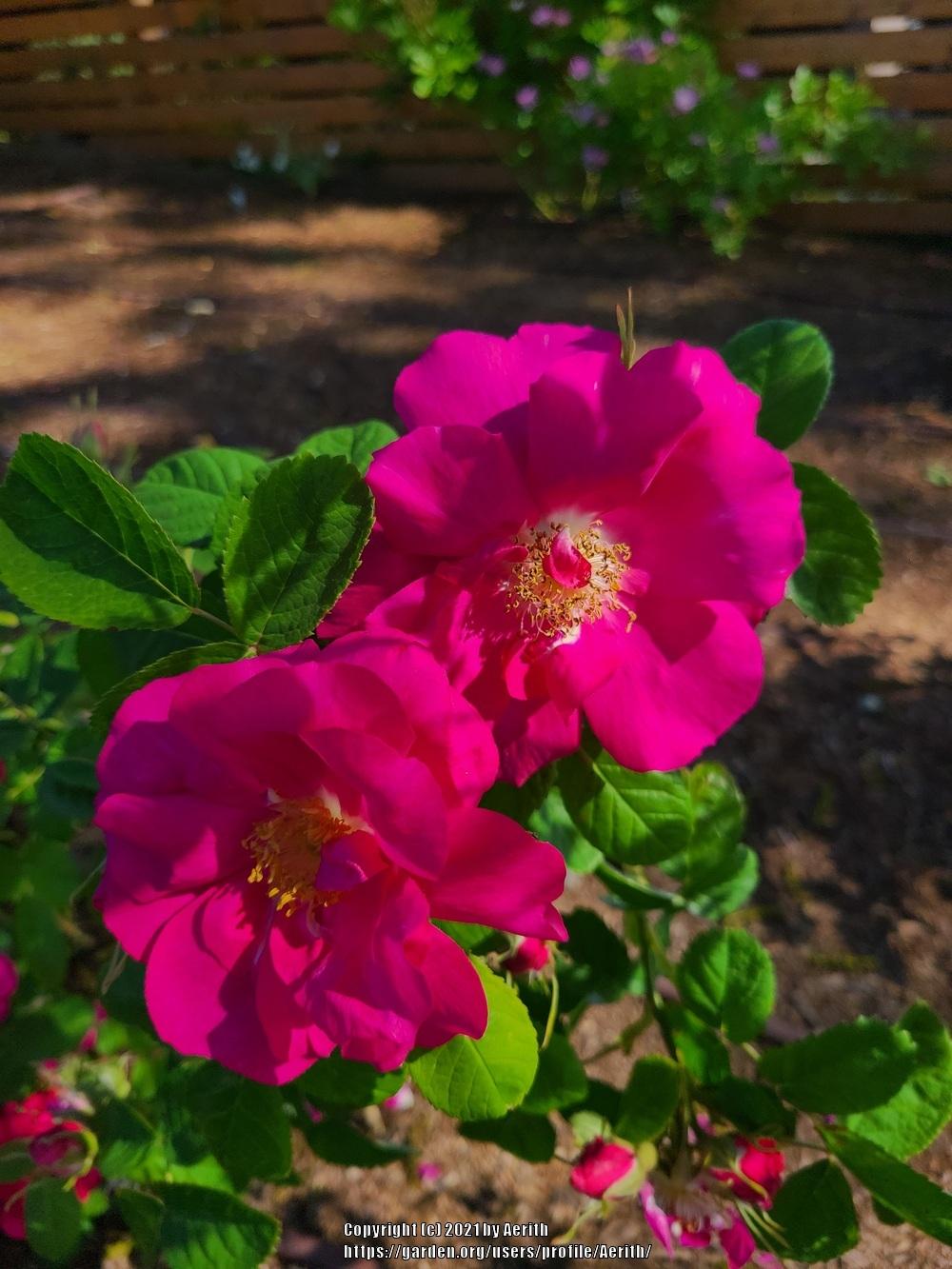 Rose (Rosa 'Duchess of Portland') in the Roses Database - Garden.org