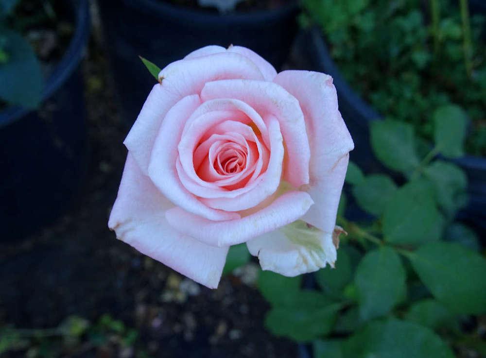 Rose (Rosa 'Violet Carson') in the Roses Database - Garden.org