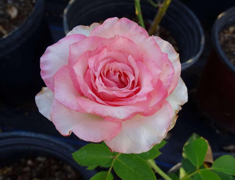 Rose (Rosa 'Tabatha') in the Roses Database - Garden.org