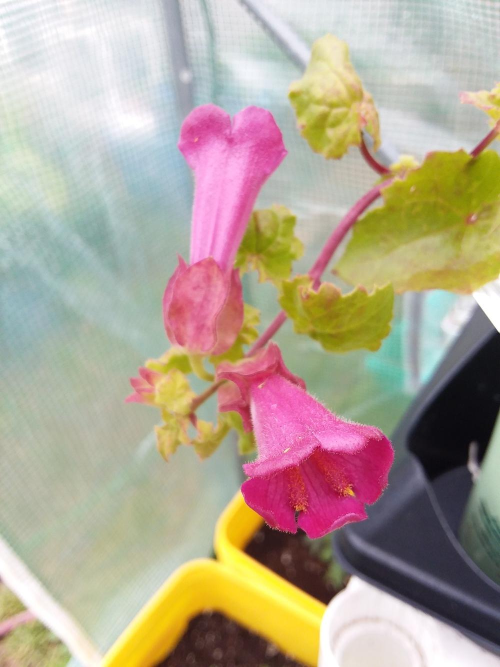 Lophospermum Lofos® Compact Rose - Garden.org