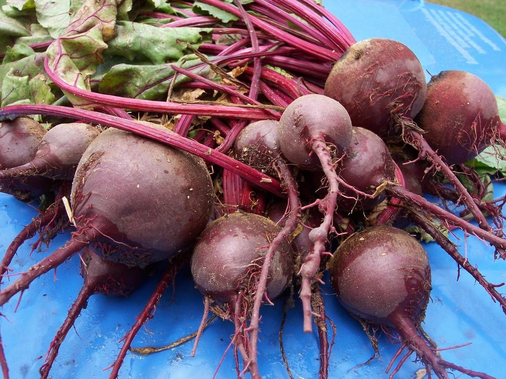 Beets: Plant Care and Collection of Varieties - Garden.org