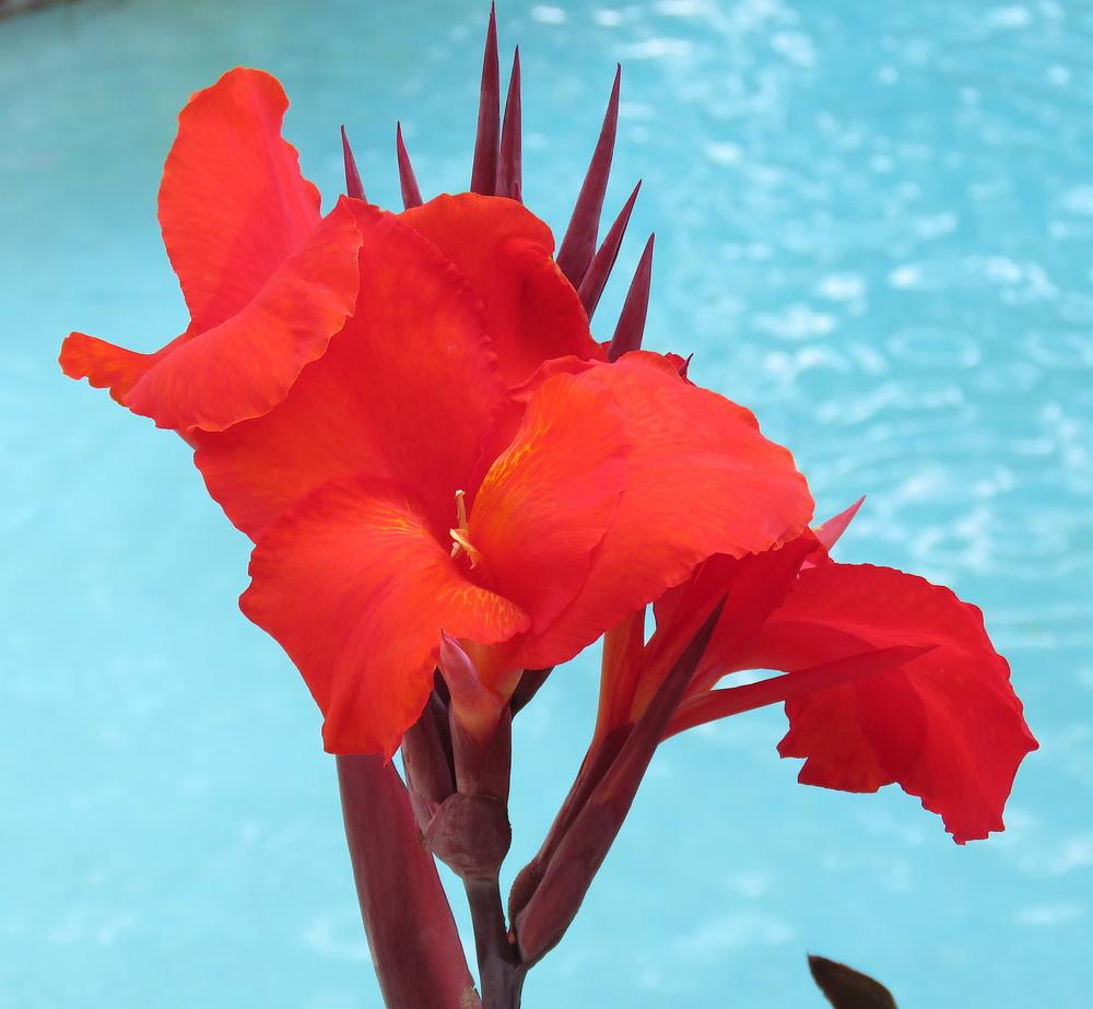 Cannas: Plant Care and Collection of Varieties - Garden.org