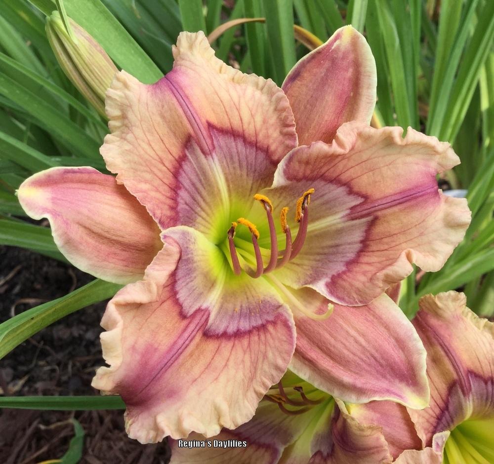 Photo of the bloom of Daylily (Hemerocallis 'Polka Dot Passion') posted ...