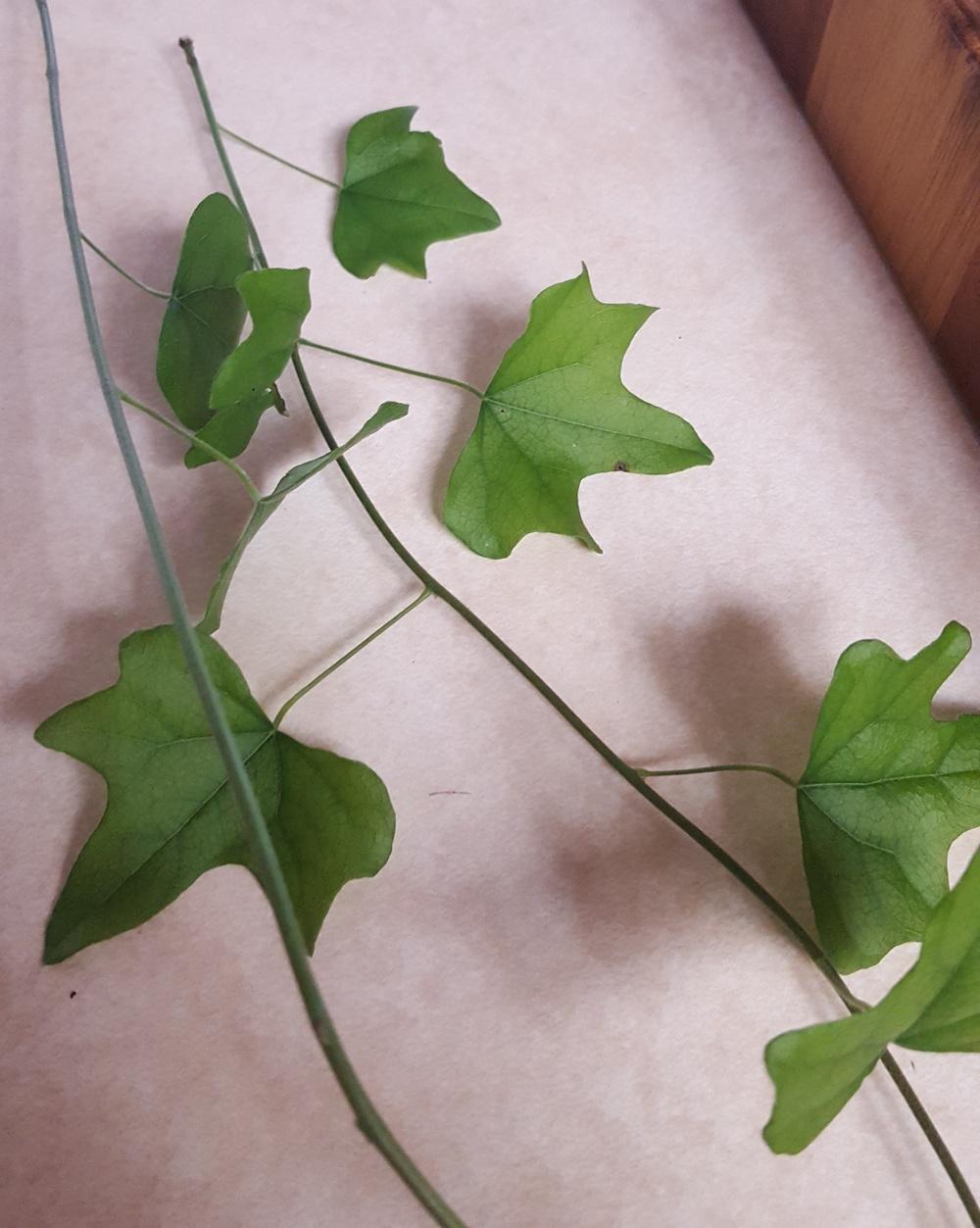 Can You Identify This Vine Weed Please! in the Vines and Climbers forum ...