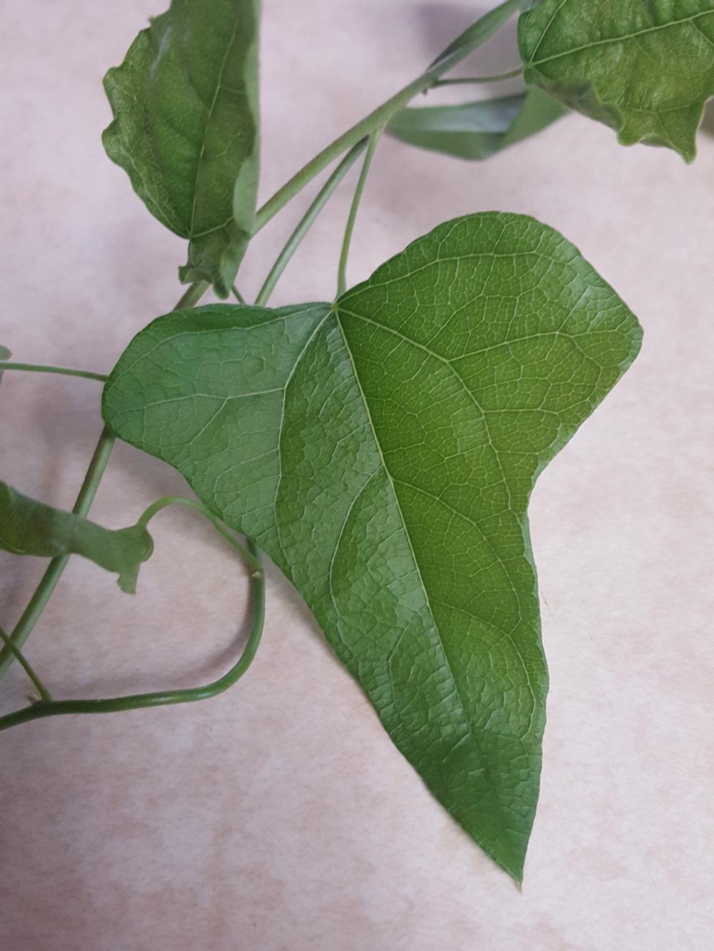 Can You Identify This Vine Weed Please! in the Vines and Climbers forum ...