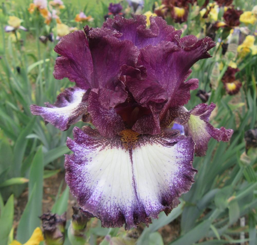 Tall Bearded Iris (Iris 'Steal Your Heart') in the Irises Database ...