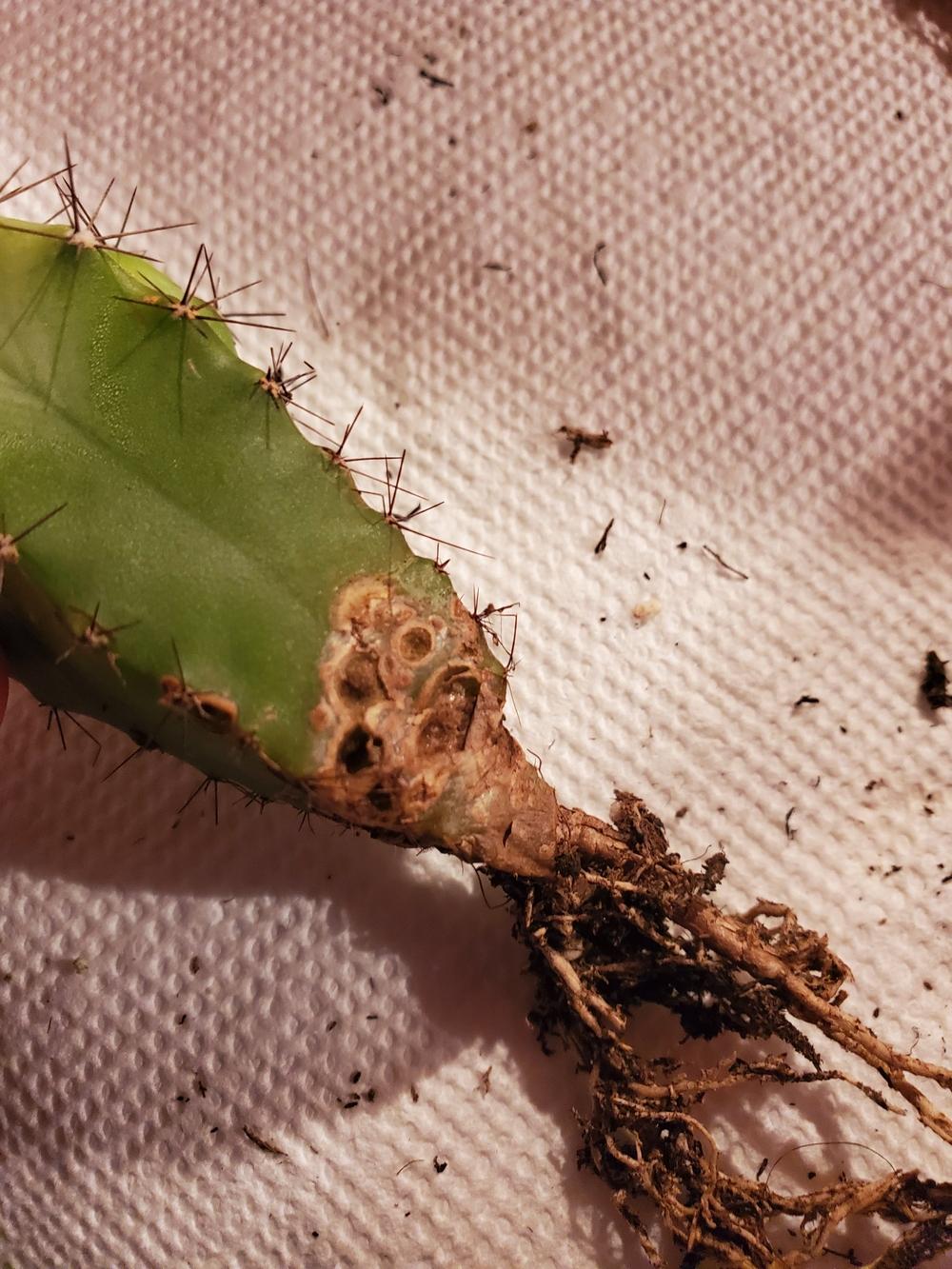 Is this stem rot? in the Cactus and Succulents forum - Garden.org