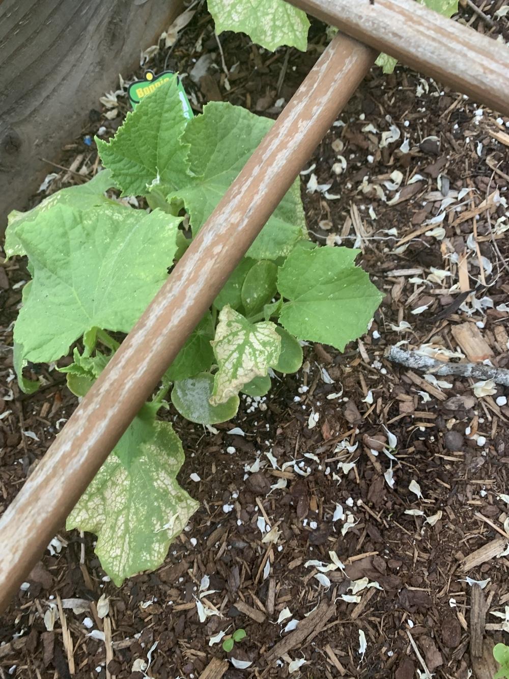 Cucumber problem in the Vegetables and Fruit forum - Garden.org