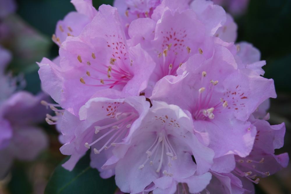 Small Leaf Rhododendron (Rhododendron minus) in the Rhododendrons ...