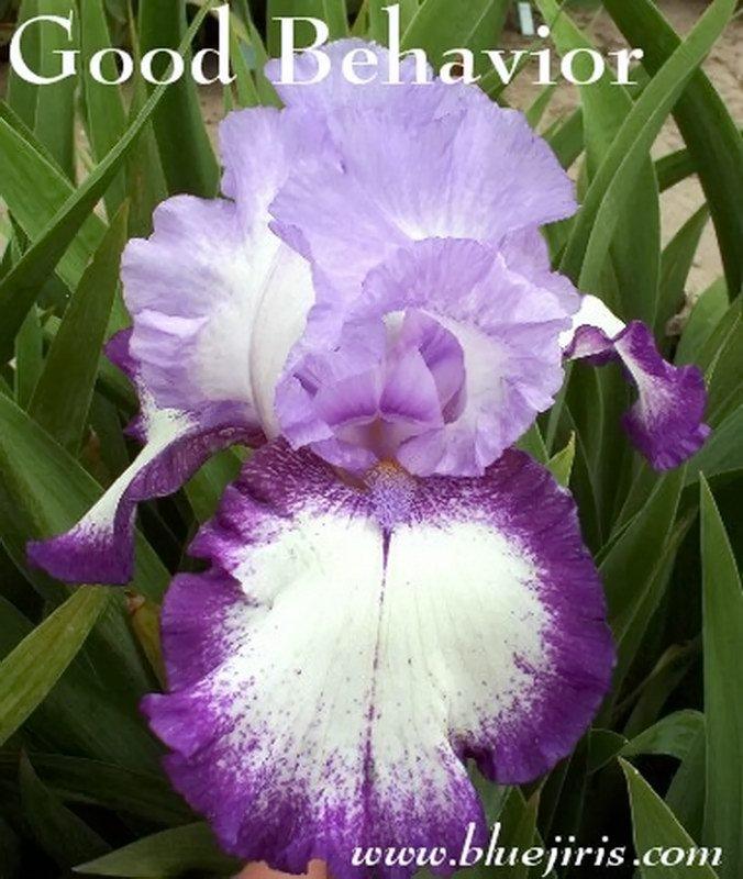 Tall Bearded Iris (Iris 'Good Behavior') in the Irises Database ...