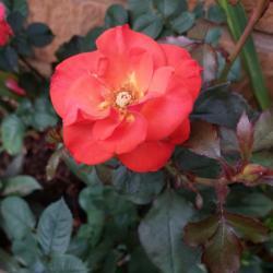 Rose (Rosa 'Disco Dancer') in the Roses Database - Garden.org