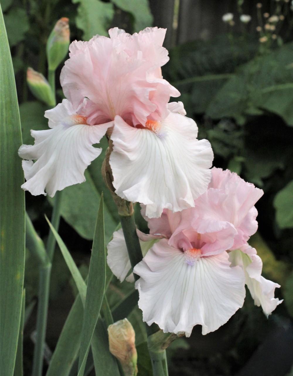 Photo of the bloom of Tall Bearded Iris (Iris 'Rite of Passage') posted ...