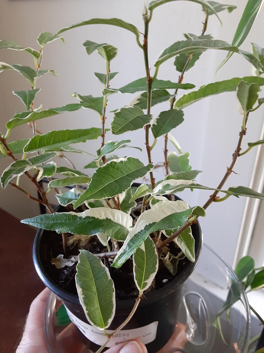 Ficus sagittata variegata in the Tropicals forum - Garden.org