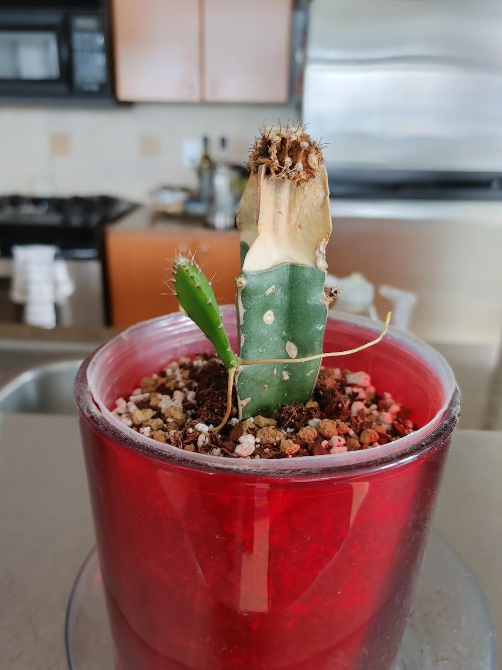 Cactus was dying and then it sent out an offshoot. in the Ask a ...
