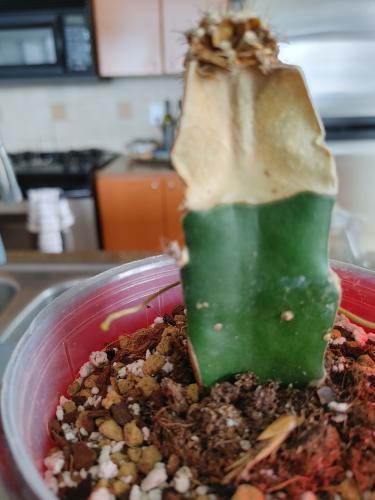 Cactus was dying and then it sent out an offshoot. in the Ask a ...