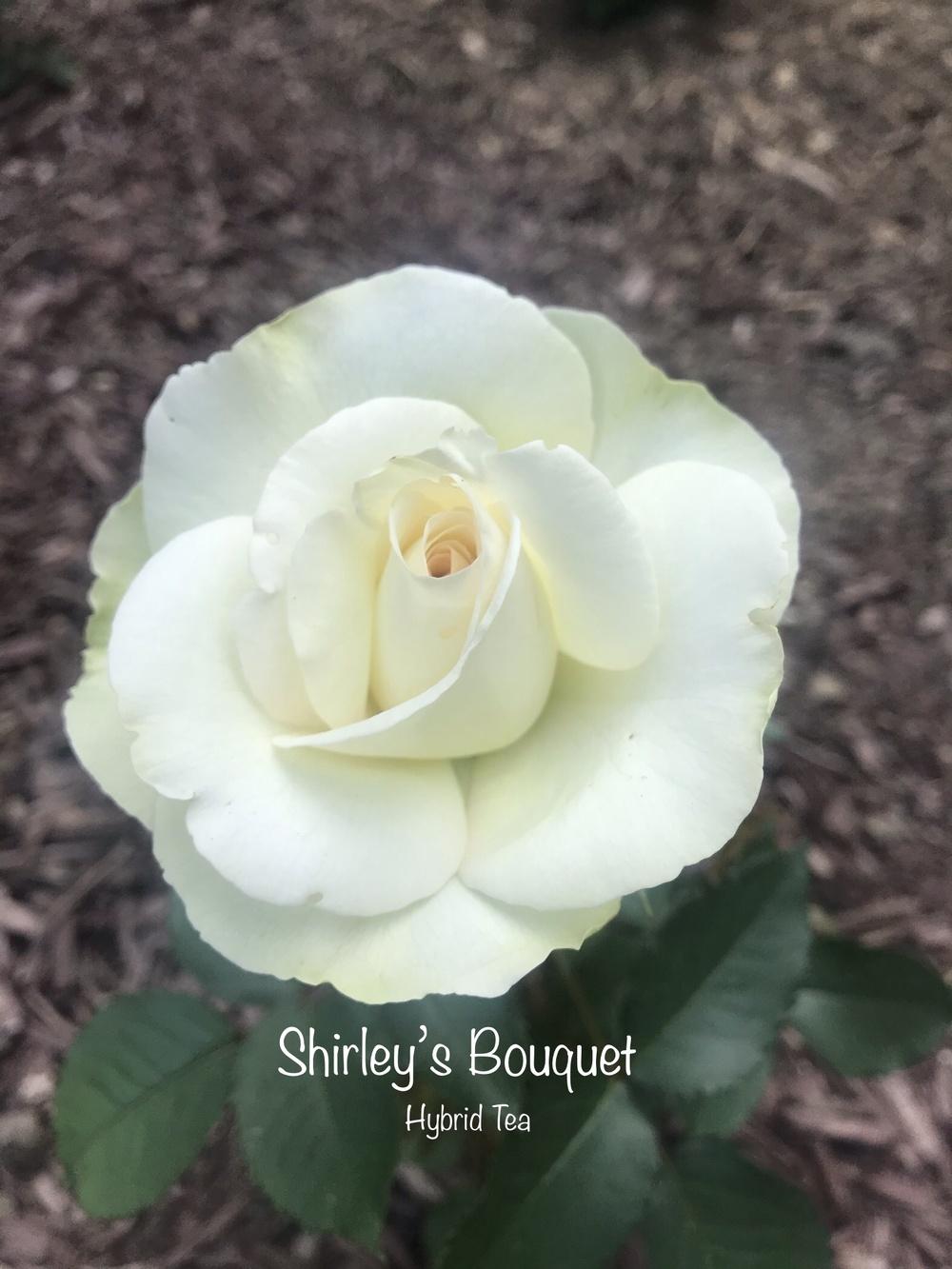 Photo of the bloom of Rose (Rosa 'Shirley's Bouquet') posted by Eric_C ...