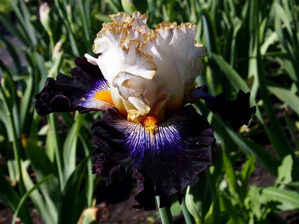 Photo of the bloom of Tall Bearded Iris (Iris 'All the Rage') posted by ...