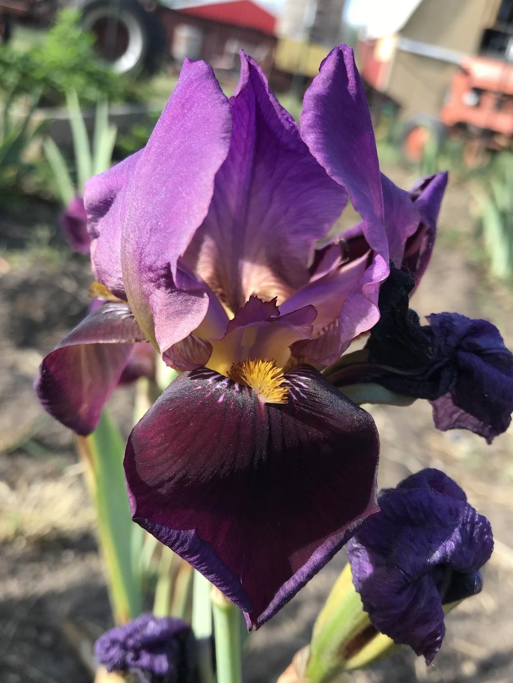 Photo of the bloom of Tall Bearded Iris (Iris 'Nightfall') posted by ...