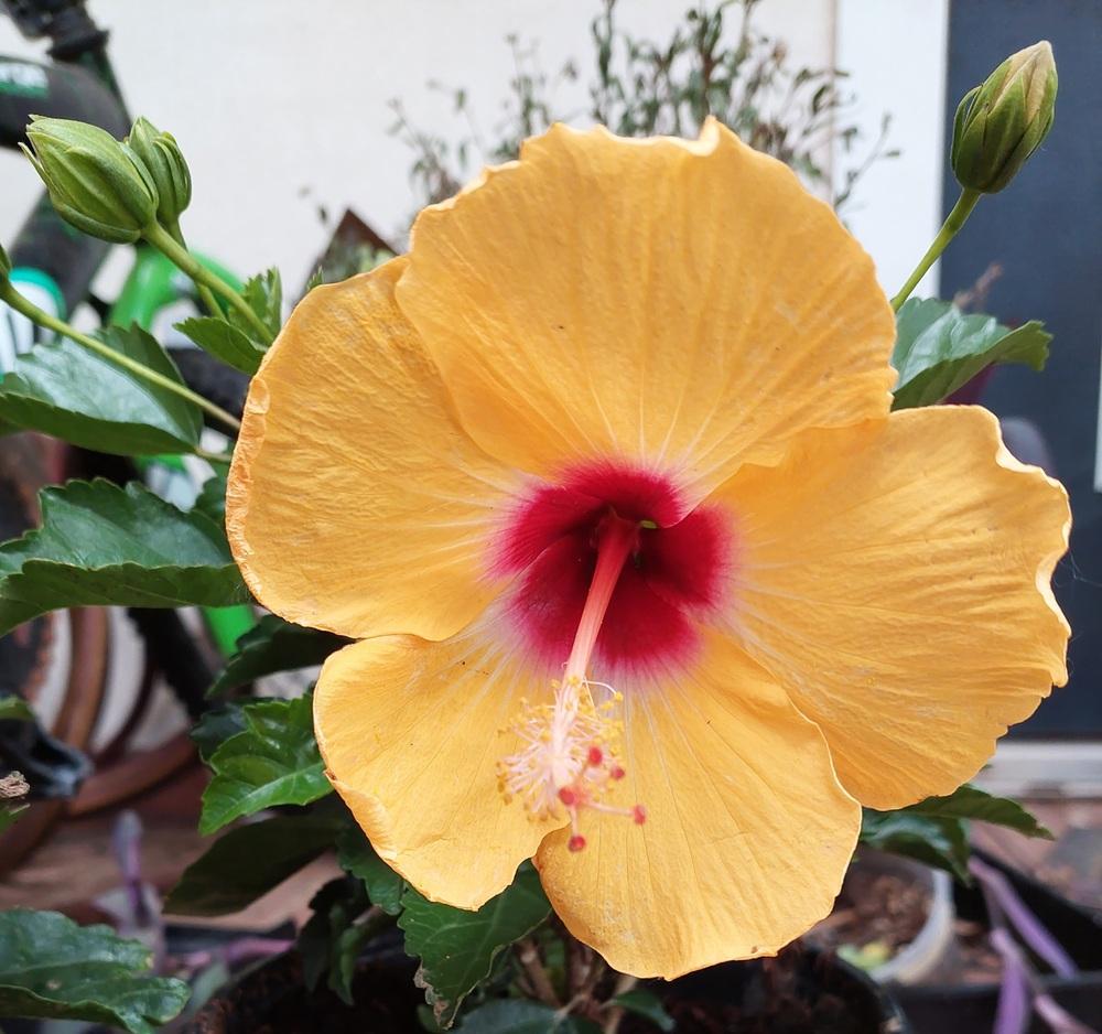 Photo of the bloom of Tropical Hibiscus (Hibiscus rosa-sinensis ...