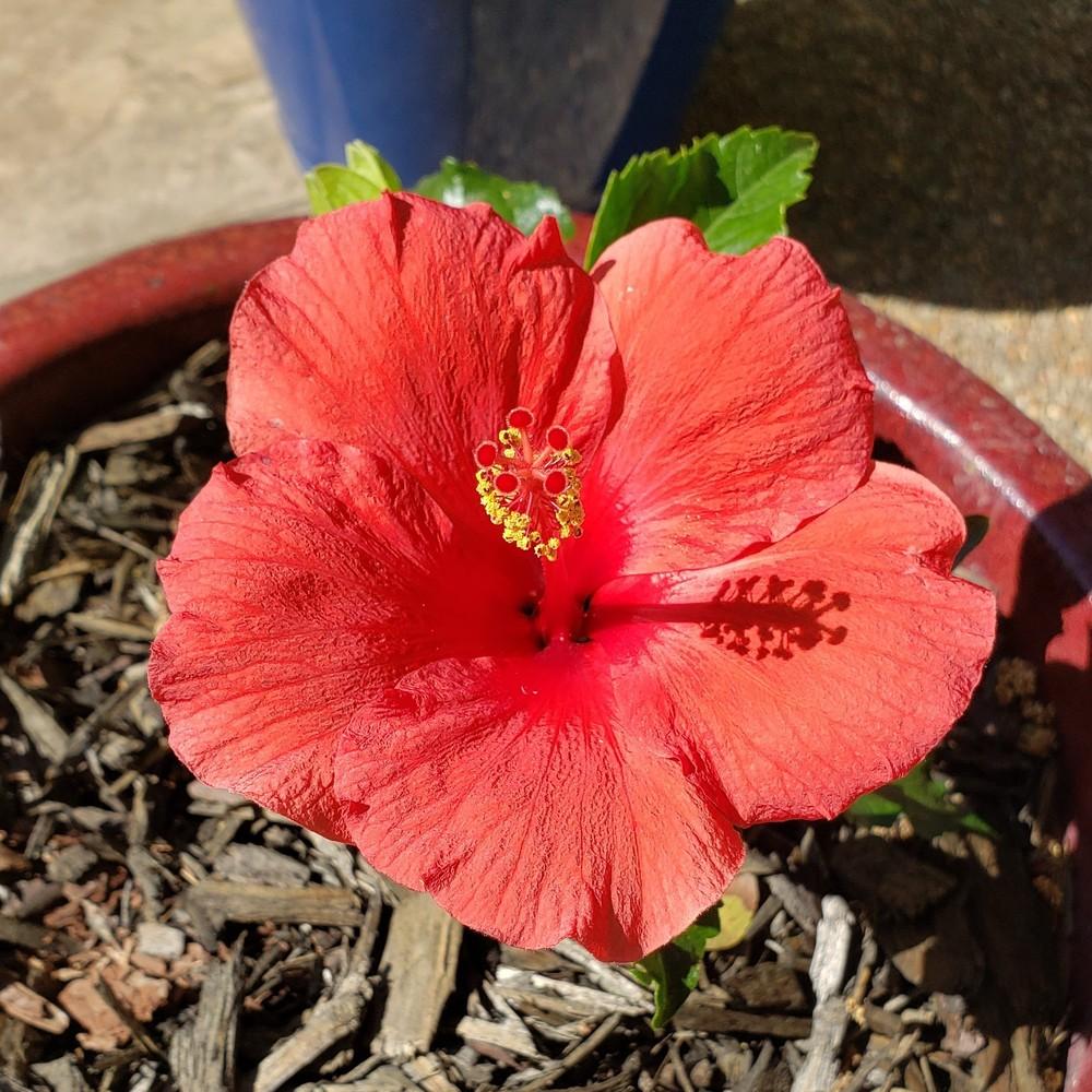 Tropical Hibiscus (Hibiscus rosa-sinensis Tradewinds™ Brilliant Red) in ...