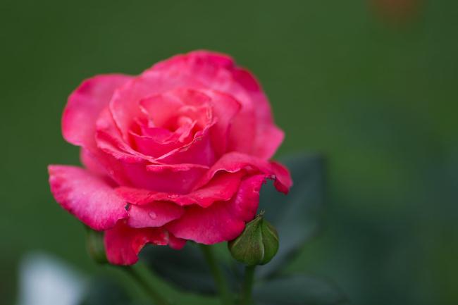 Rose (Rosa 'Astounding Glory') in the Roses Database - Garden.org