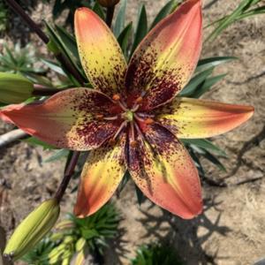 Lily (Lilium 'Tribal Dance') in the Lilies Database - Garden.org