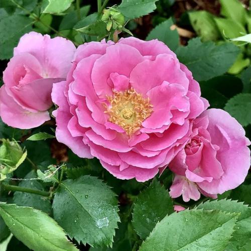 Rose (Rosa 'Carefree Beauty') in the Roses Database - Garden.org