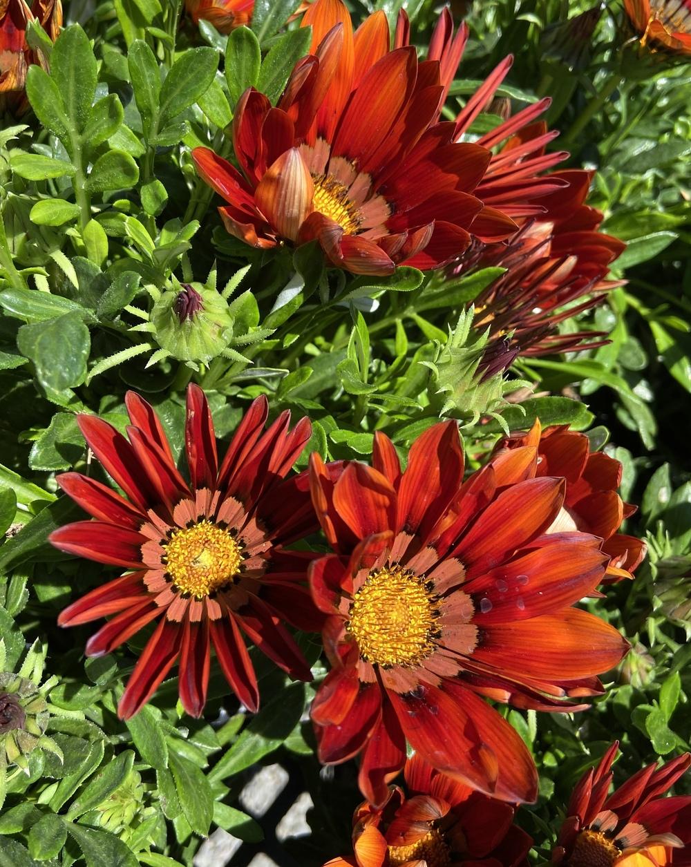 Gazania (Gazania rigens Big Kiss™ Red) - Garden.org