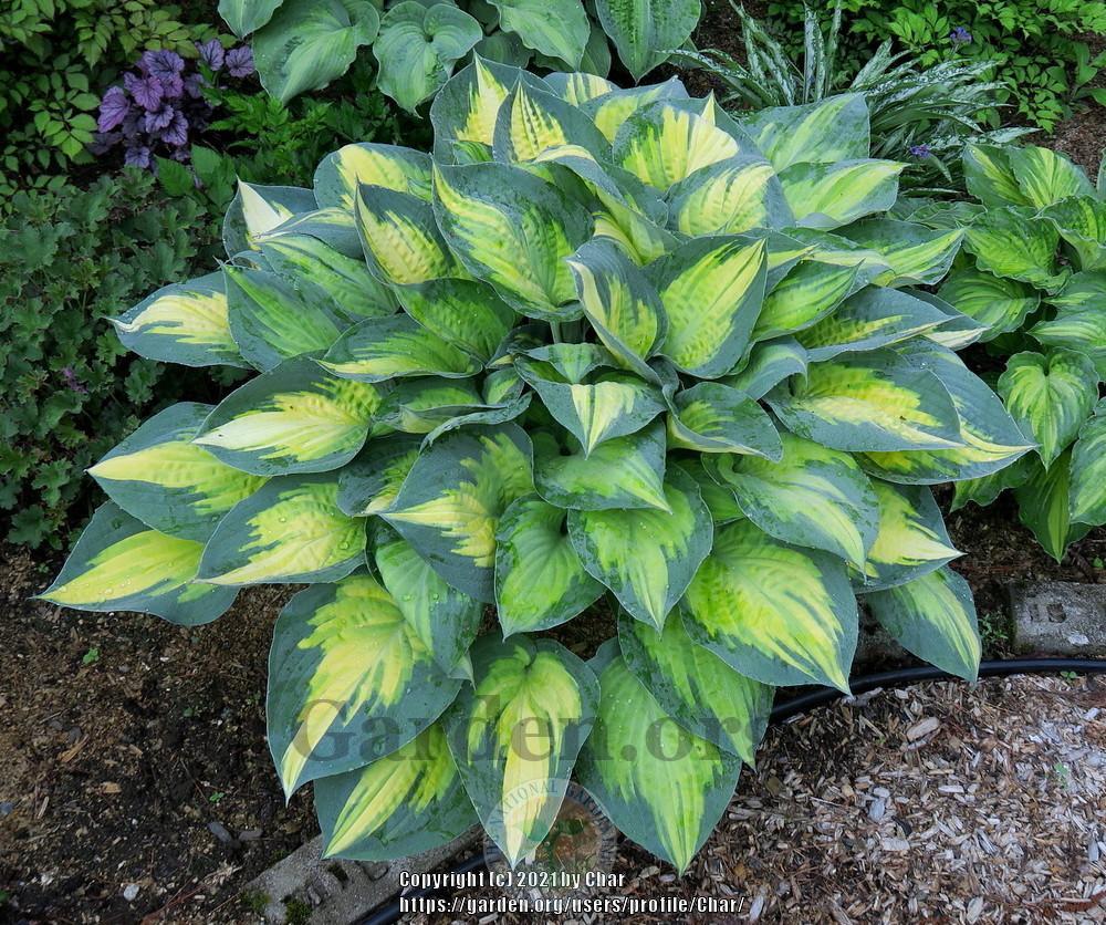 Hosta 'Forbidden Fruit' in the Hostas Database - Garden.org