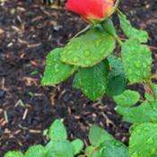 Rose (Rosa 'Campfire') in the Roses Database - Garden.org