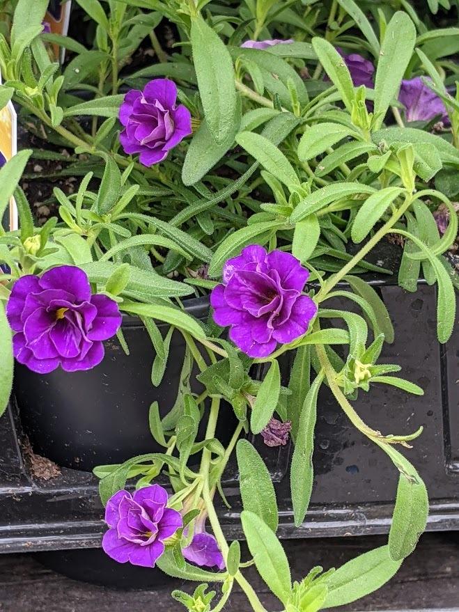 Million Bells (Calibrachoa MiniFamous™ Neo Double Dark Blue) in the ...